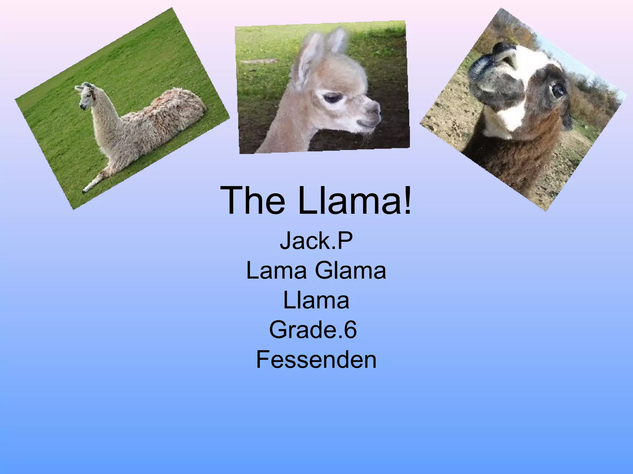 The llama! | PPT