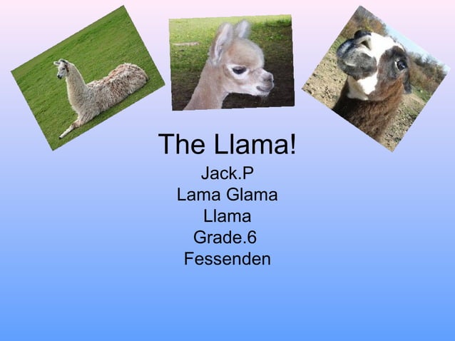 The llama! | PPT