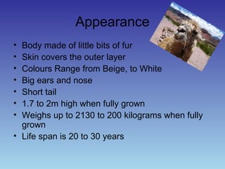 The llama! | PPT
