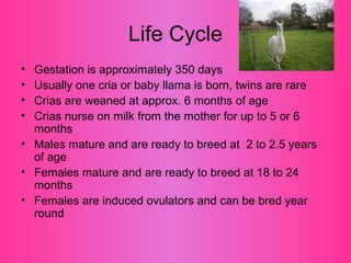 The llama! | PPT