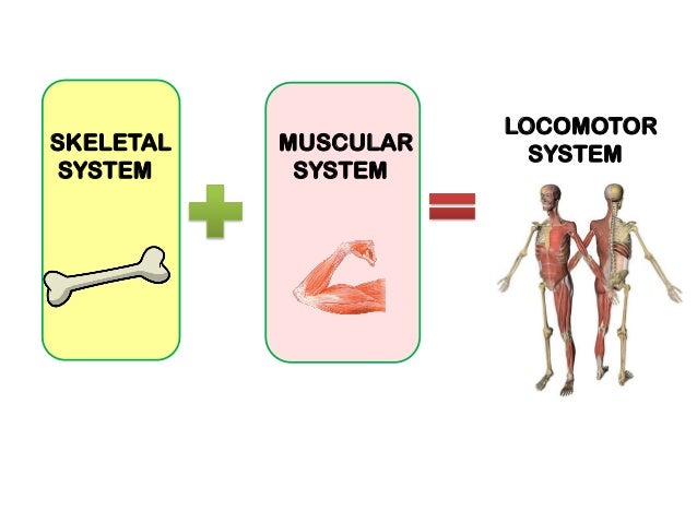 The locomotor system