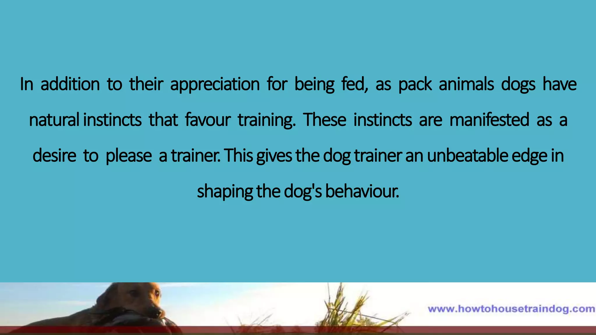 The lowdown on dog clicker training | PPT