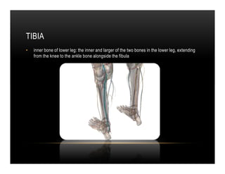 The lower extremity1 | PPT