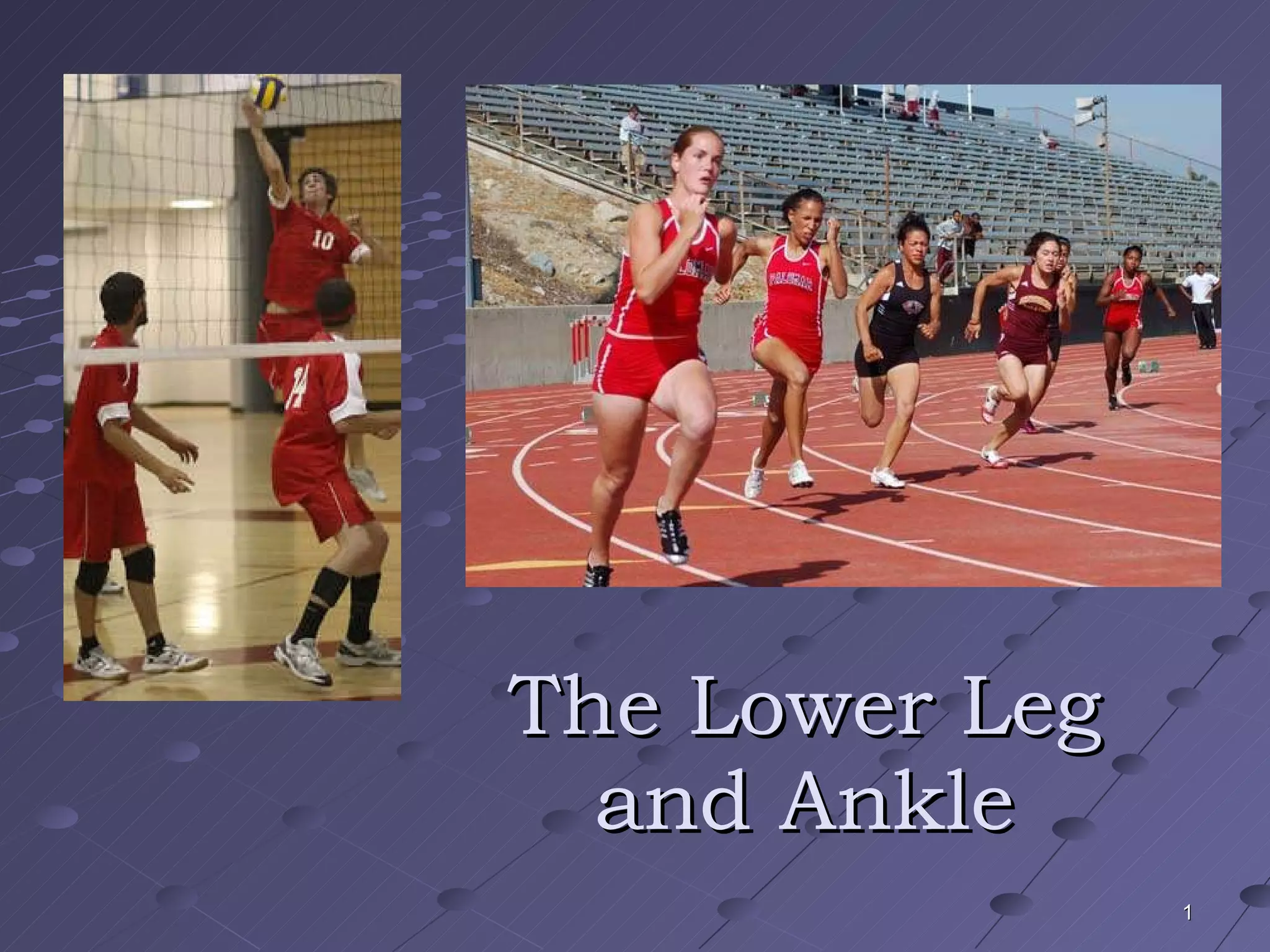 The lower leg and ankle f09 | PPT | Death, Injury, or Military Conflict ...