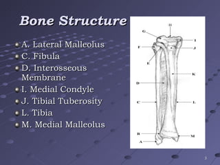 The lower leg and ankle f09 | PPT | Death, Injury, or Military Conflict ...