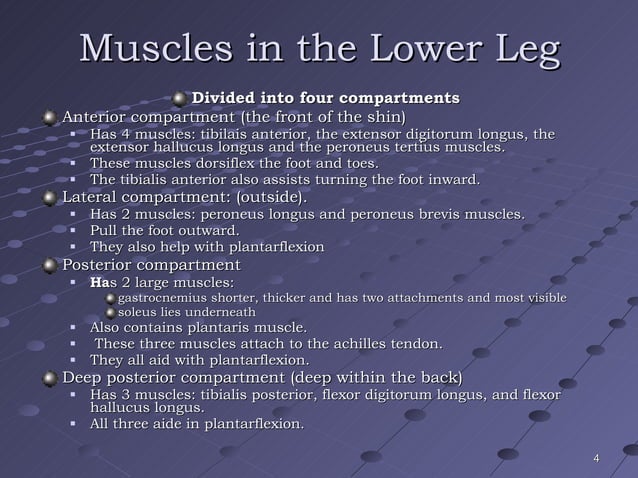The lower leg and ankle f09 | PPT | Death, Injury, or Military Conflict ...