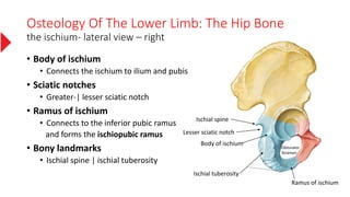The lower limb | PDF