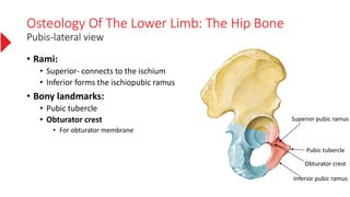 The lower limb | PDF