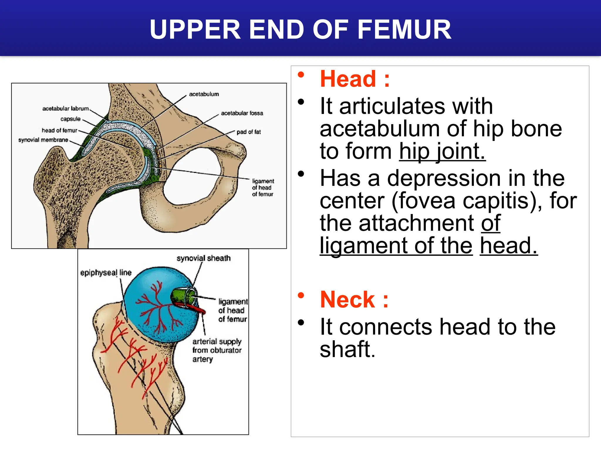 The lower limb bones anatomy presentation.pptx