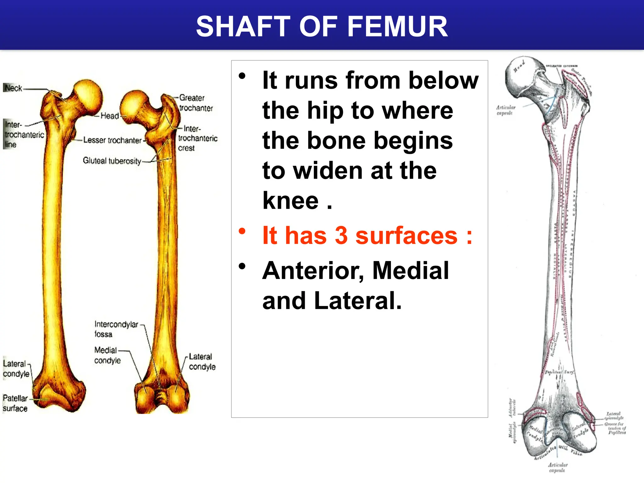 The lower limb bones anatomy presentation.pptx