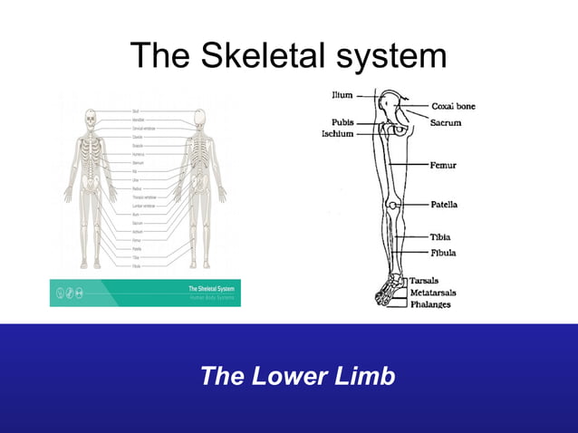 The lower limb bones anatomy presentation.pptx