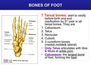 The lower limb bones anatomy presentation.pptx