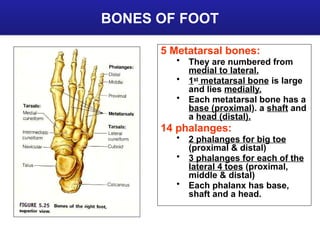 The lower limb bones anatomy presentation.pptx