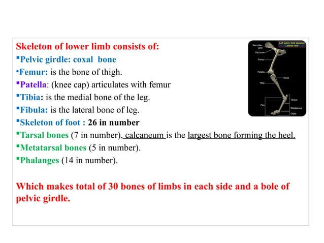 The lower limb bones anatomy presentation.pptx