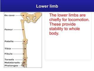The lower limb bones anatomy presentation.pptx