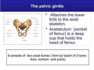 The lower limb bones anatomy presentation.pptx