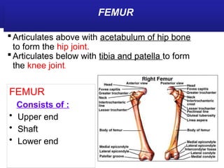 The lower limb bones anatomy presentation.pptx
