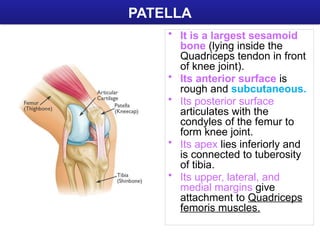 The lower limb bones anatomy presentation.pptx