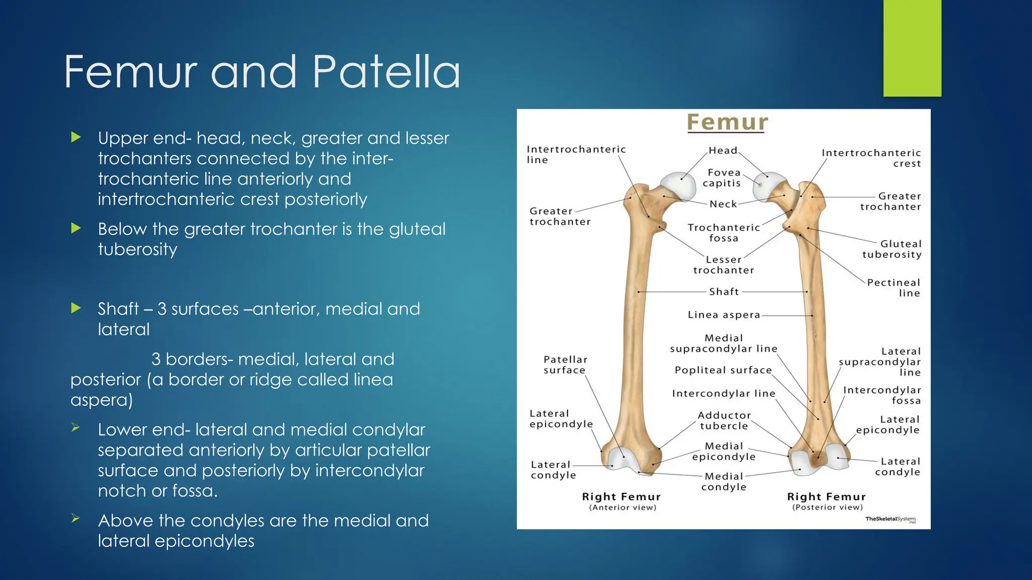 THE GROSS ANATOMY OF THE LOWER LIMB AND ANATOMICAL AREAS | PPTX
