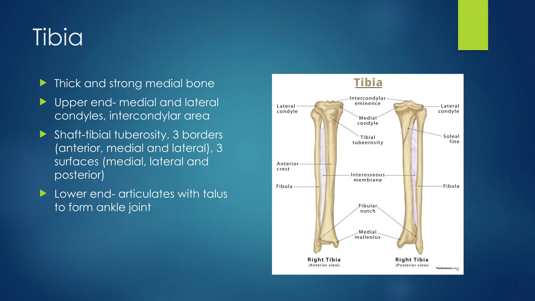 THE GROSS ANATOMY OF THE LOWER LIMB AND ANATOMICAL AREAS | PPTX