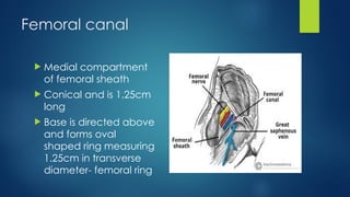 THE GROSS ANATOMY OF THE LOWER LIMB AND ANATOMICAL AREAS | PPTX