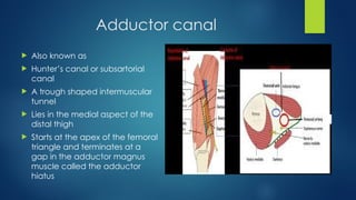 THE GROSS ANATOMY OF THE LOWER LIMB AND ANATOMICAL AREAS | PPTX
