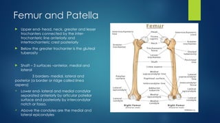 THE GROSS ANATOMY OF THE LOWER LIMB AND ANATOMICAL AREAS | PPTX