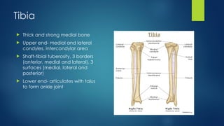 THE GROSS ANATOMY OF THE LOWER LIMB AND ANATOMICAL AREAS | PPTX