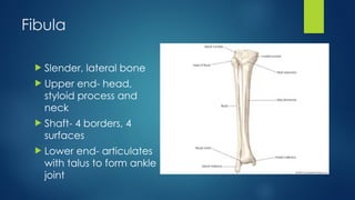 THE GROSS ANATOMY OF THE LOWER LIMB AND ANATOMICAL AREAS | PPTX