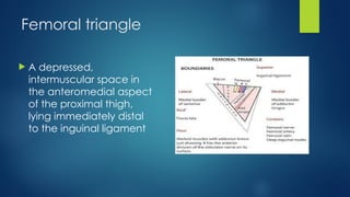 THE GROSS ANATOMY OF THE LOWER LIMB AND ANATOMICAL AREAS | PPTX