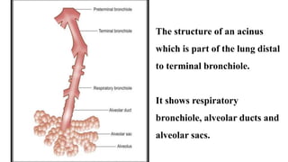 PAEDIATRIC LUNG DISEASE | PPTX