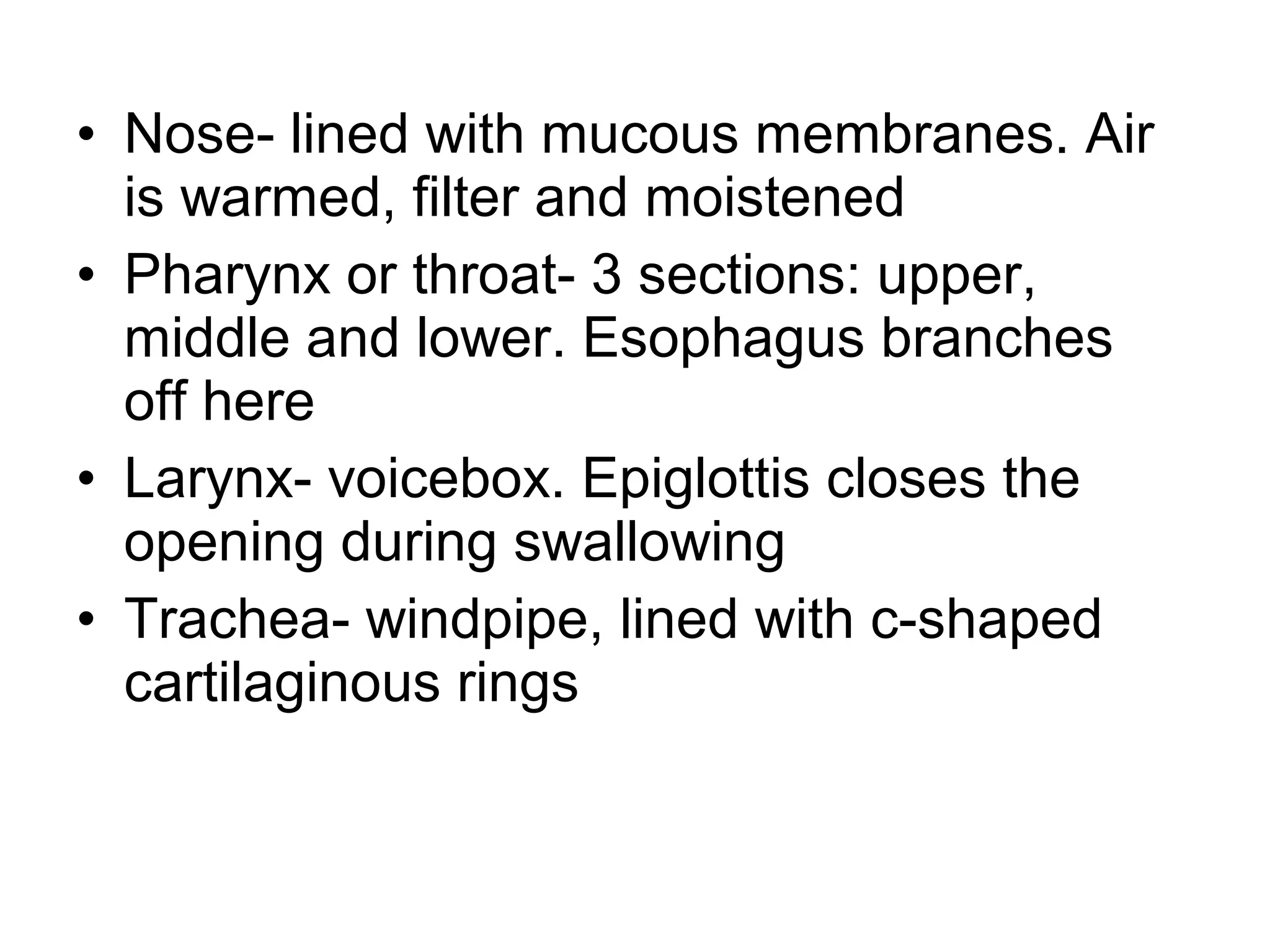 The lungs | PPT