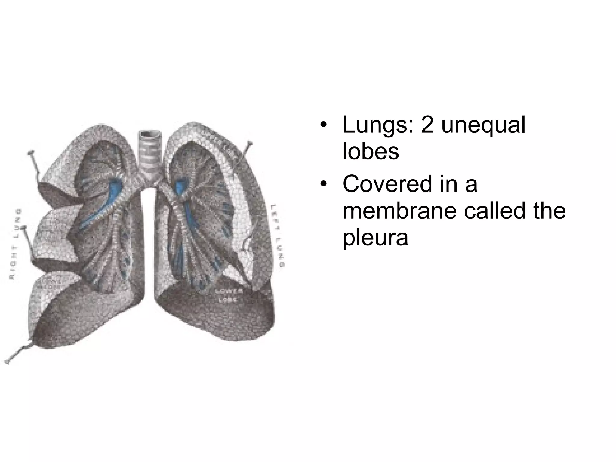 The lungs | PPT