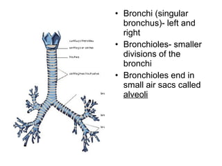 The lungs | PPT