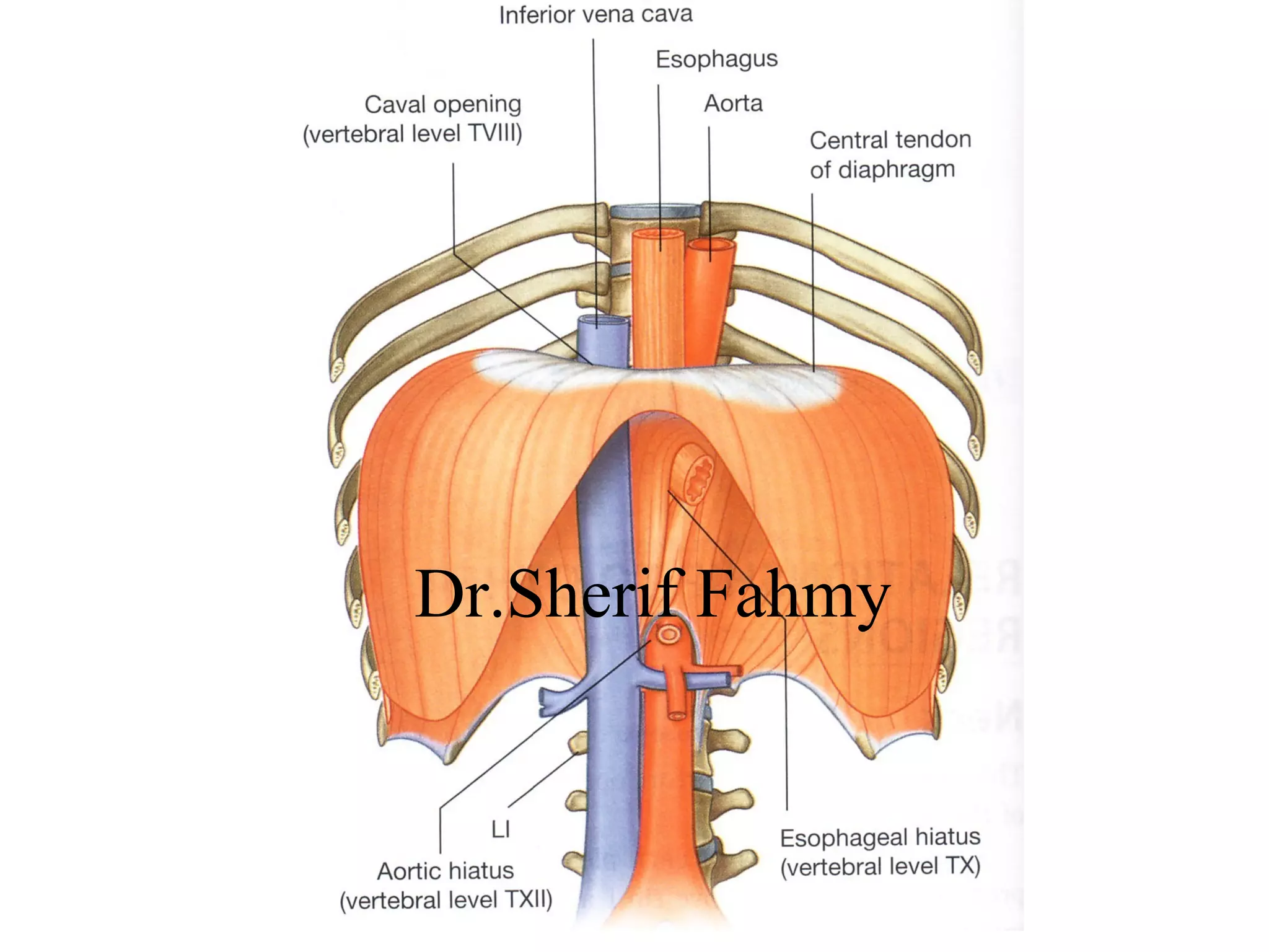 The Lungs (Anatomy of the Thorax) | PPS