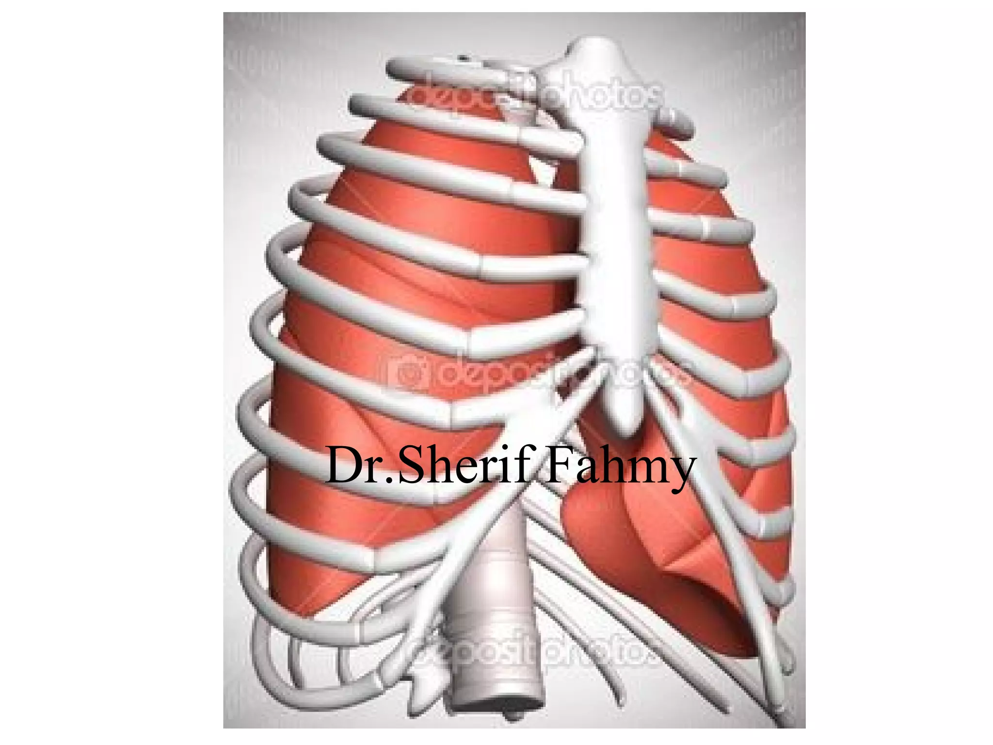 The Lungs (Anatomy of the Thorax) | PPS
