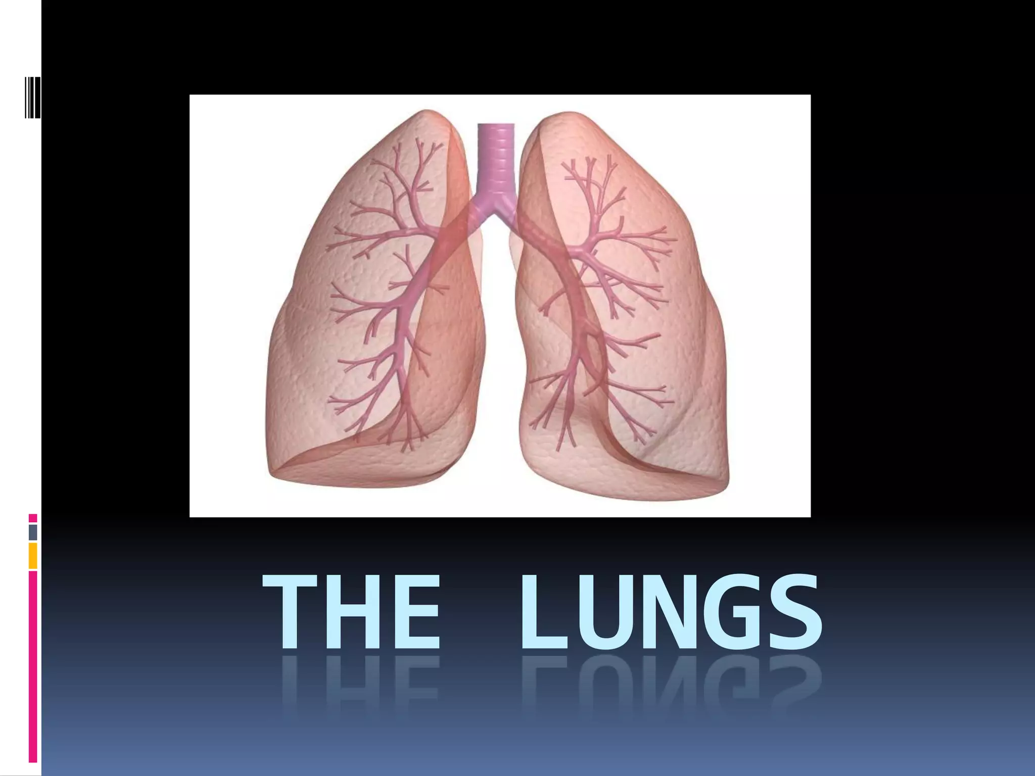 The lungs presentation | PPTX