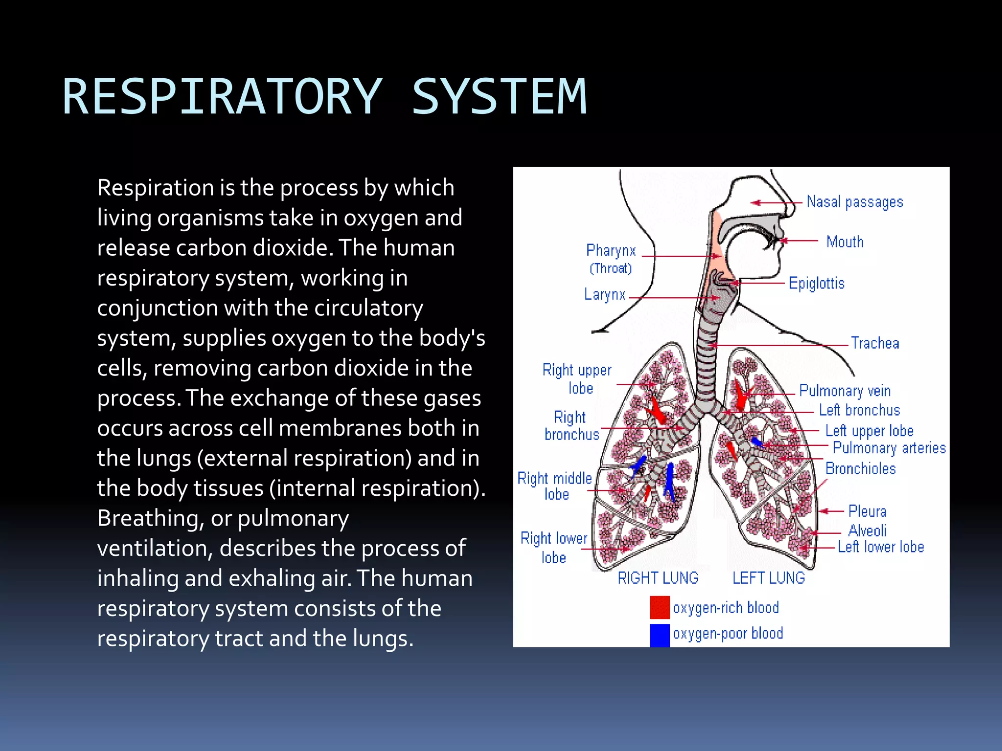 The lungs presentation | PPTX