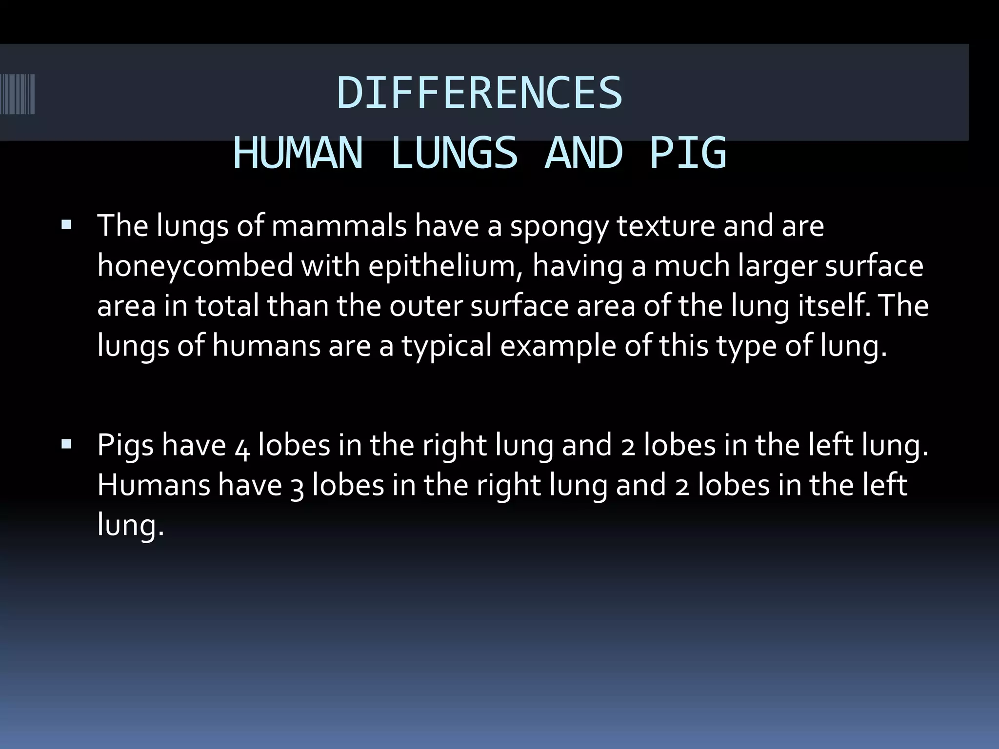 The lungs presentation | PPTX