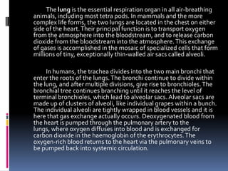 The lungs presentation | PPTX