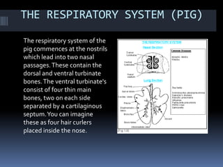 The lungs presentation | PPTX