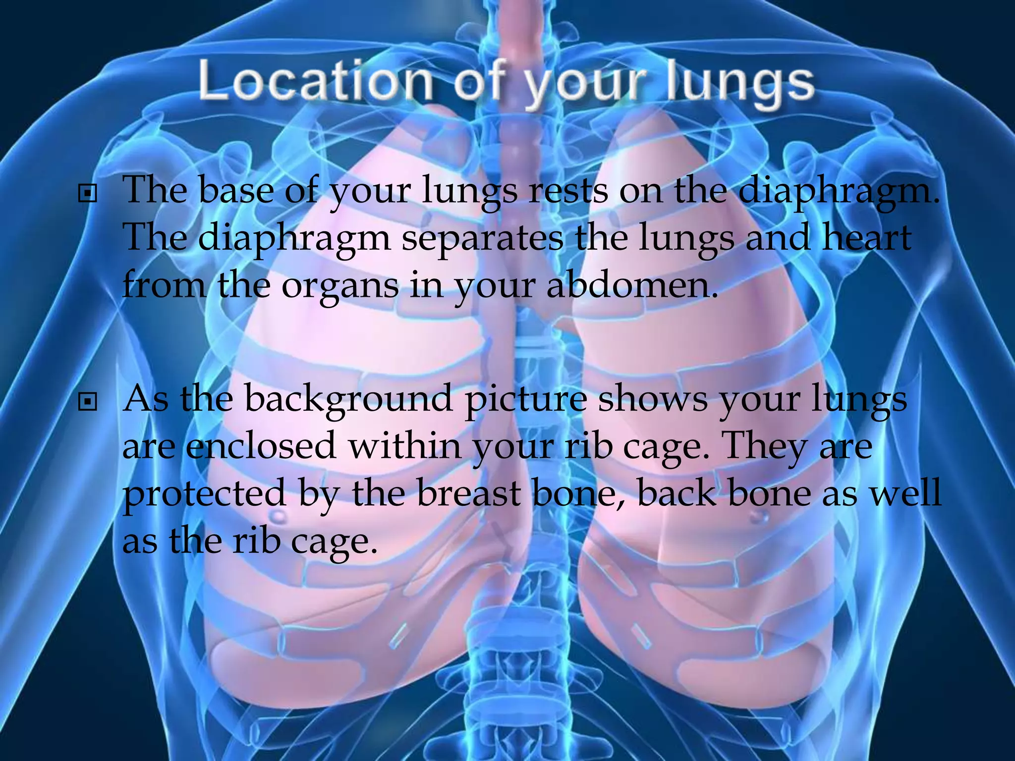 The lungs presentation ch.2 | PPT