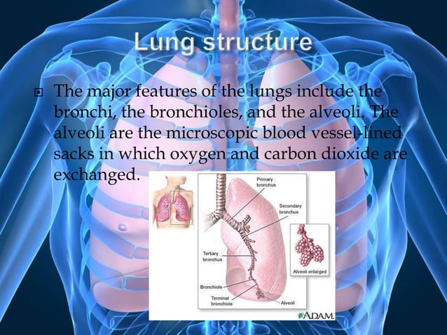 The lungs presentation ch.2 | PPTX | Lung and Respiratory Health ...