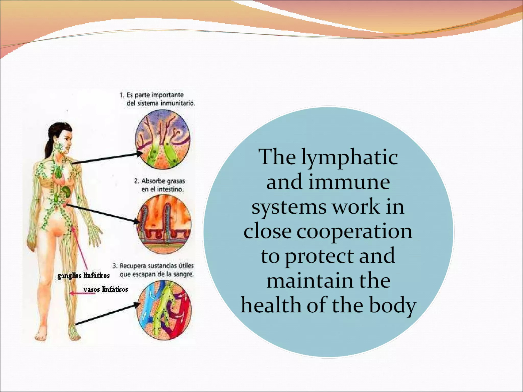 The Lymphatic And Immune Systems | PPT
