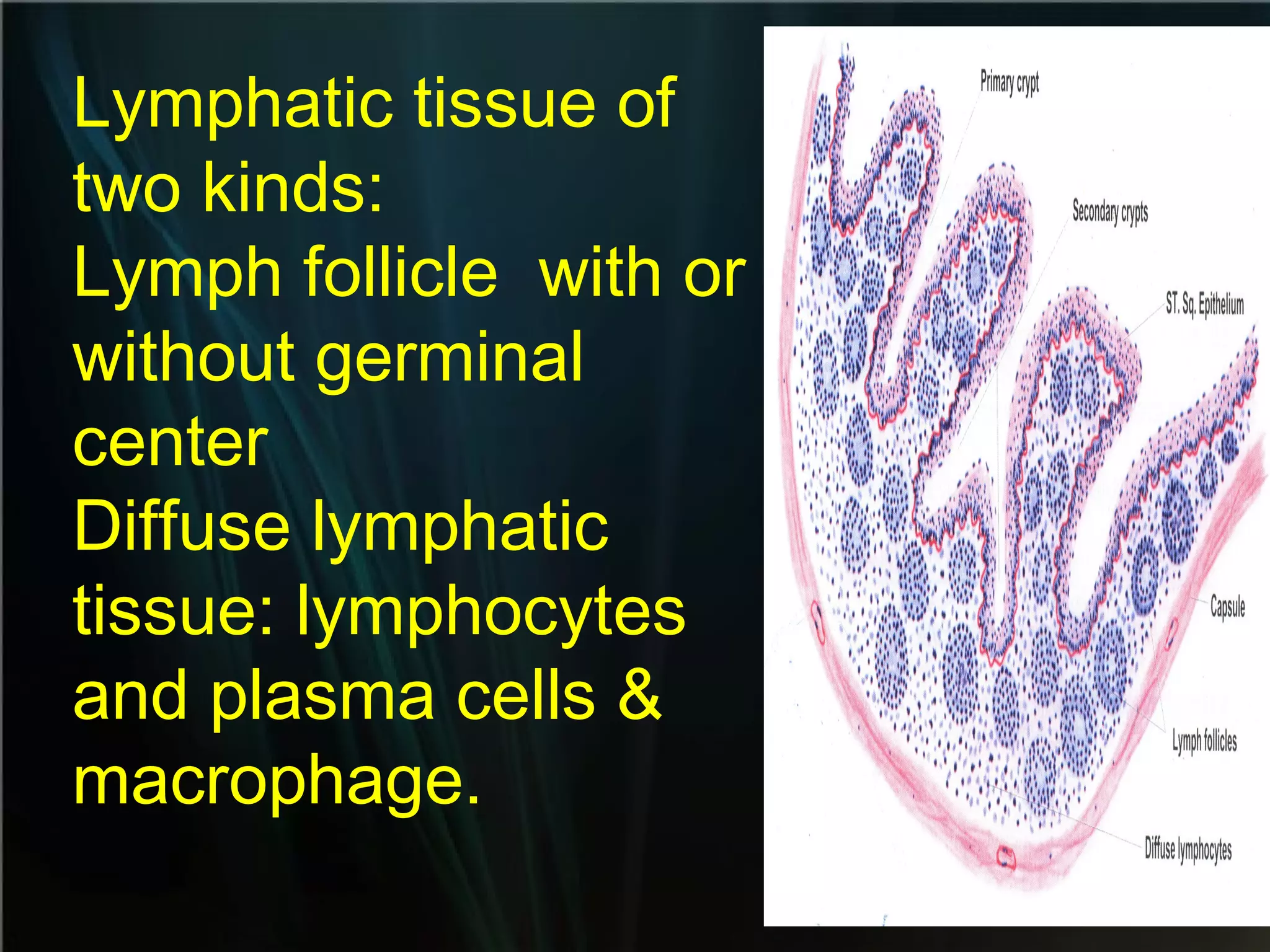 The Lymphatic System | PPS