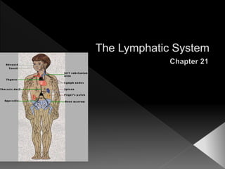 The Lymphatic System | PPTX