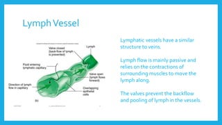 The Lymphatic System | PPTX