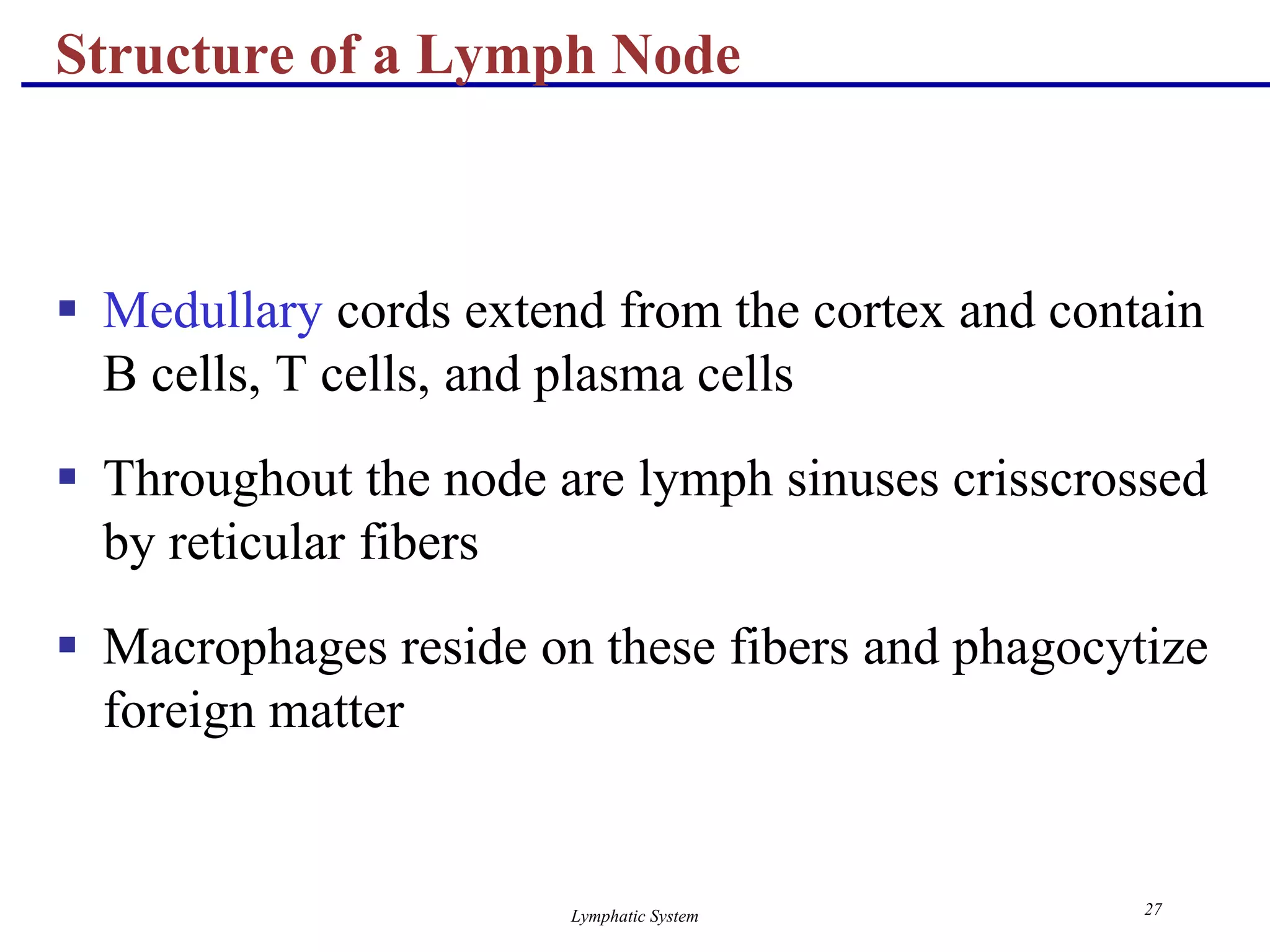 The lymphatic system | PPT
