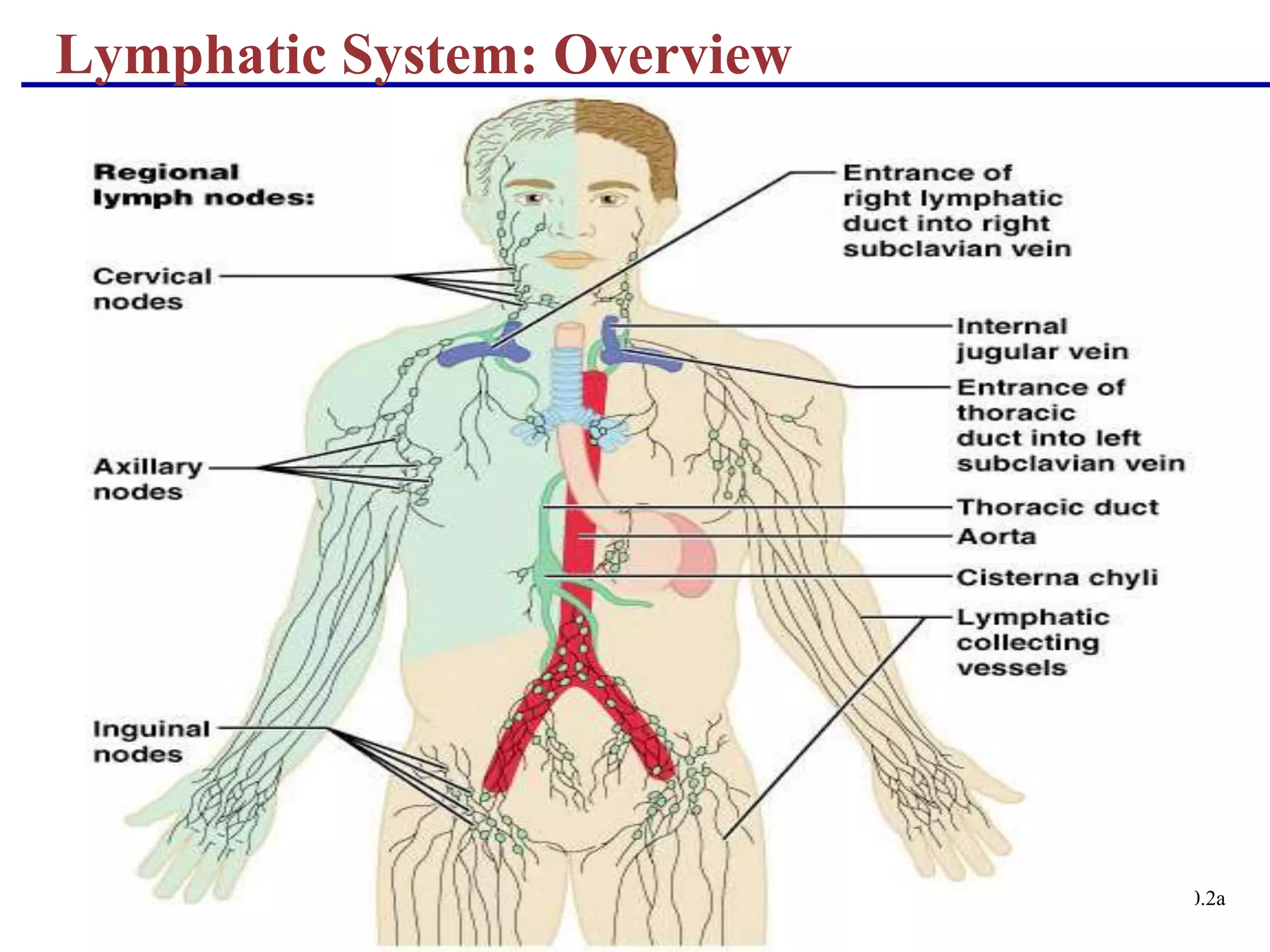 The lymphatic system | PPT