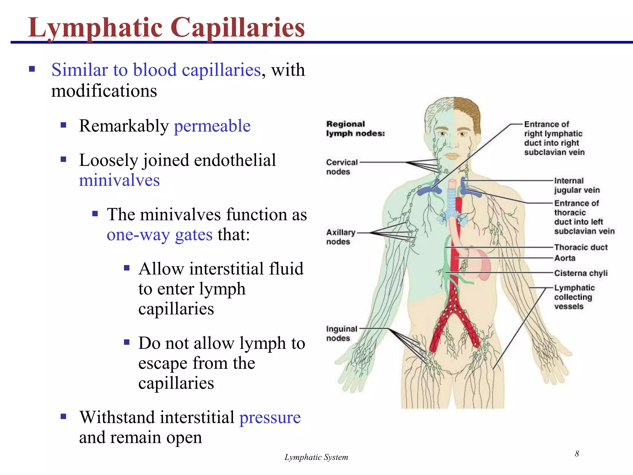 The lymphatic system | PPT